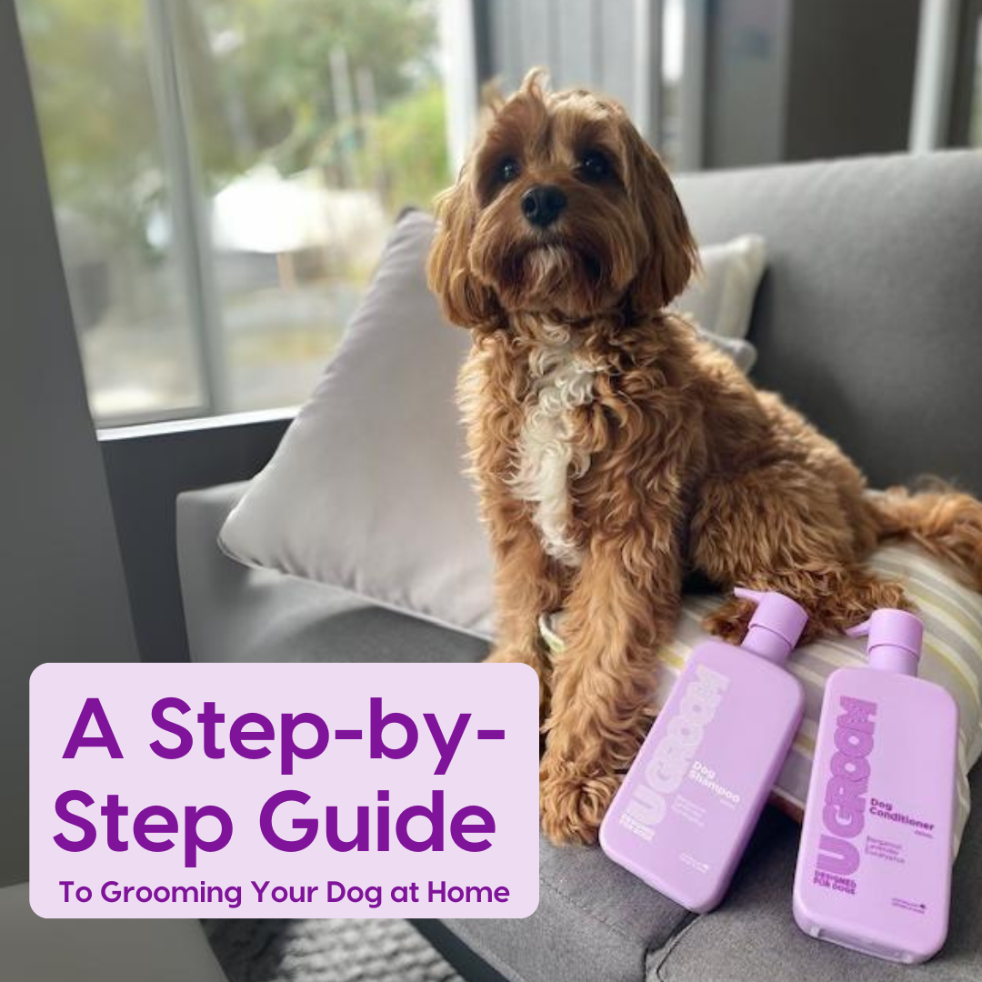 A Step-by-Step Guide to Grooming Your Dog at Home – U GROOM